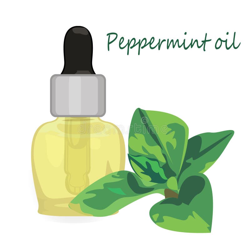 Peppermint Essential Oil Vector Illustration Stock Vector ...