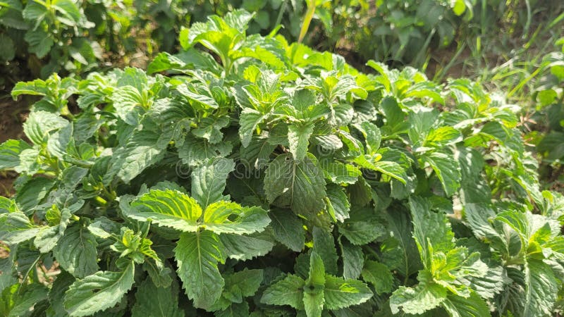 Peppermint farming stock photo. Image of branch, flower - 275875136