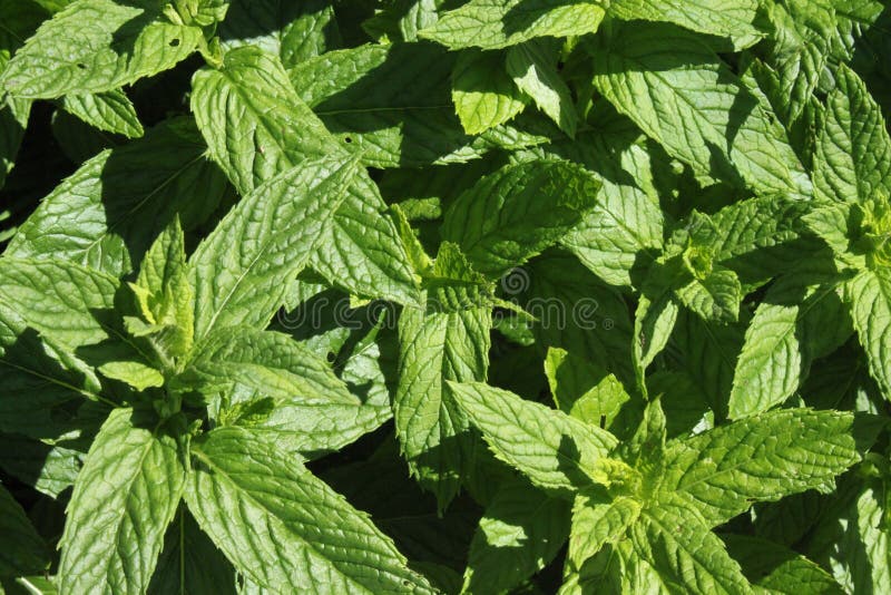 Peppermint Field in the Garden Stock Image - Image of care, doctor ...