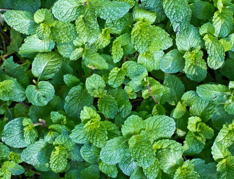 Peppermint stock photo. Image of fresh, detail, organic - 36467252
