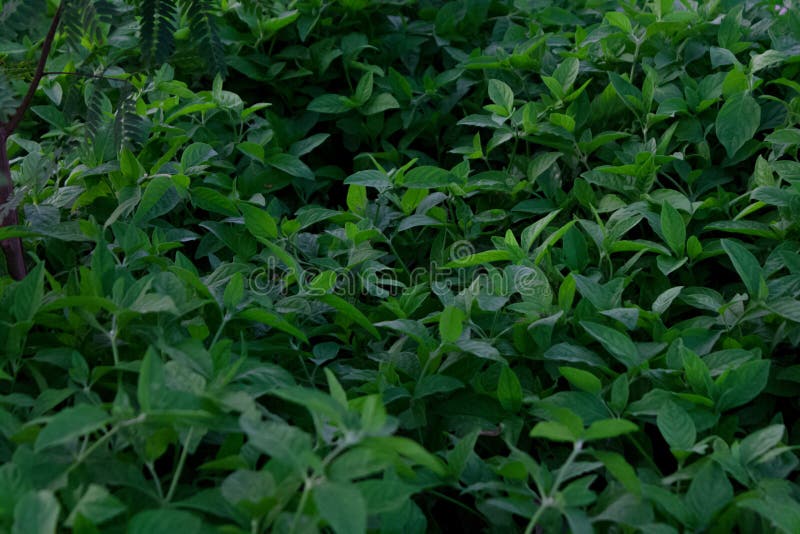 Peppermint Fresh Mint Spearmint Green Stock Image - Image of essential ...
