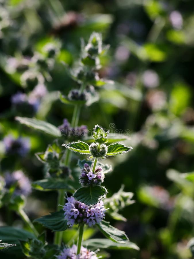 Peppermint flowers stock image. Image of growth, bloom - 229377445