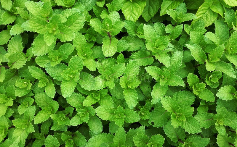 Peppermint Bush stock photo. Image of peppermint, herb - 23818120