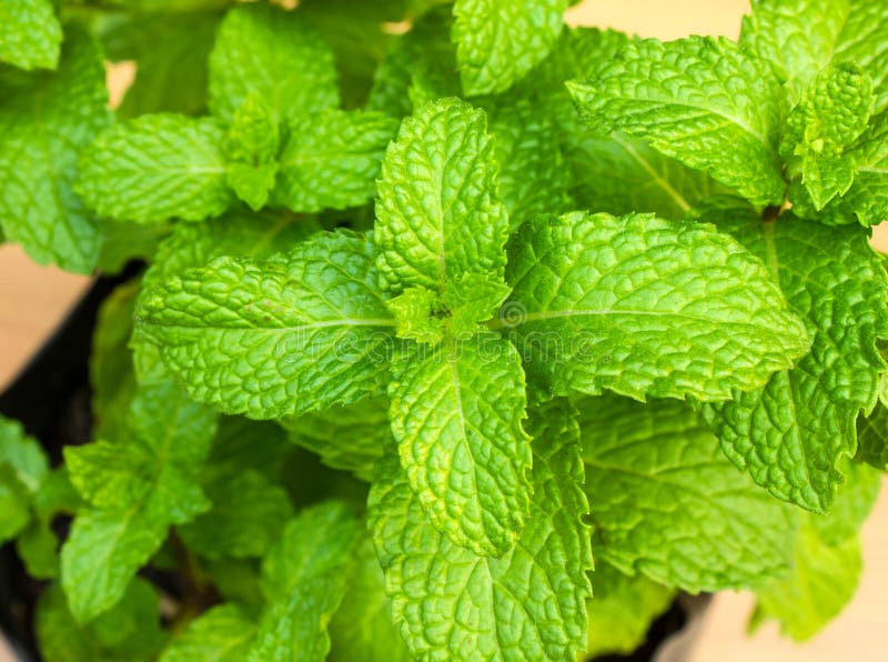 Peppermint Fresh beautiful stock photo. Image of flavoring - 76548212