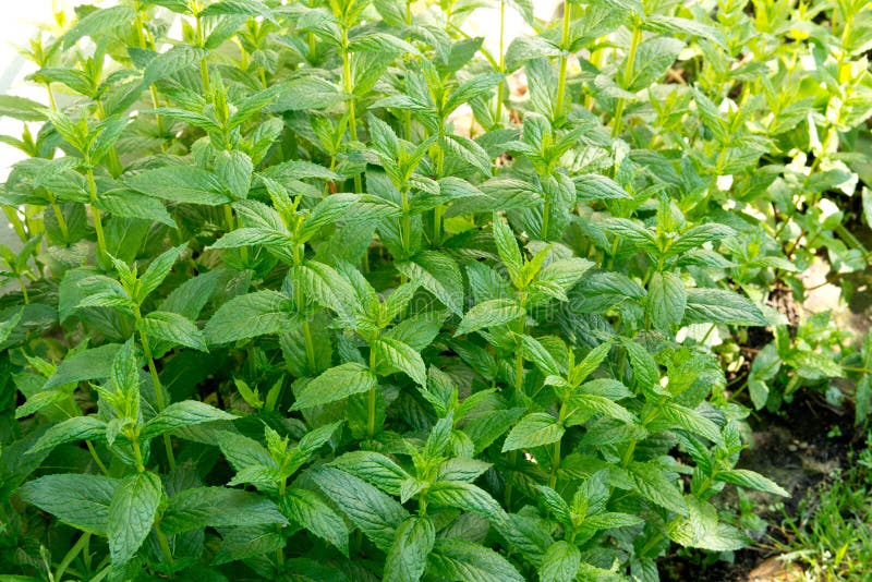 Peppermint in the garden stock photo. Image of home, herbal - 40892656
