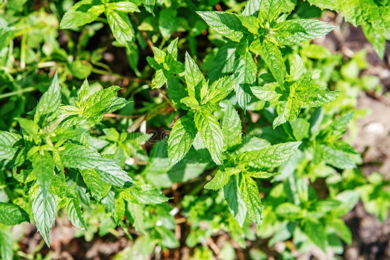 Peppermint in the garden stock image. Image of garden - 58571323