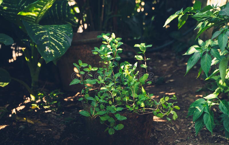 Peppermint in the garden stock image. Image of plant - 137832997