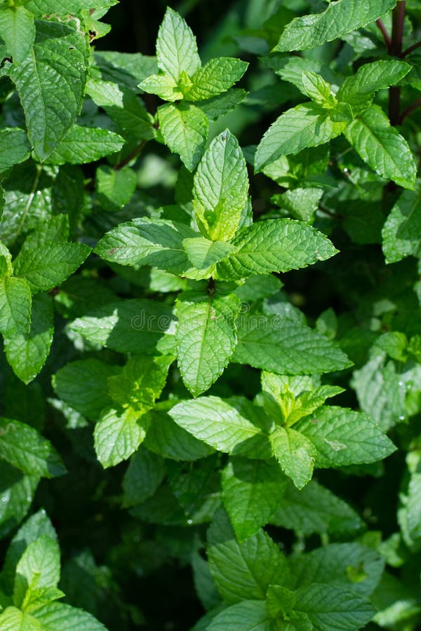 Peppermint in garden. stock photo. Image of piperita - 193056604