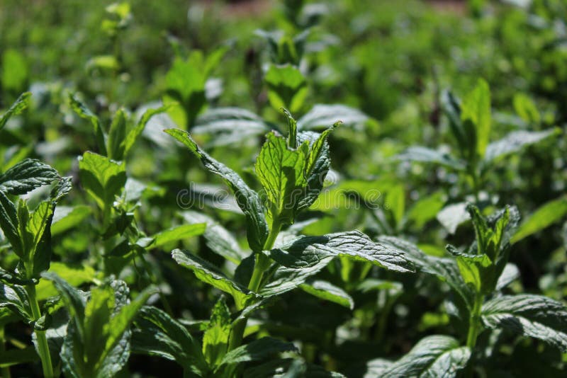 Peppermint in the garden stock photo. Image of growth - 145706278