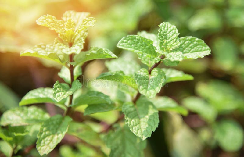 Peppermint Garden Vegetable Stock Photo - Image of pepper, copy: 116135404