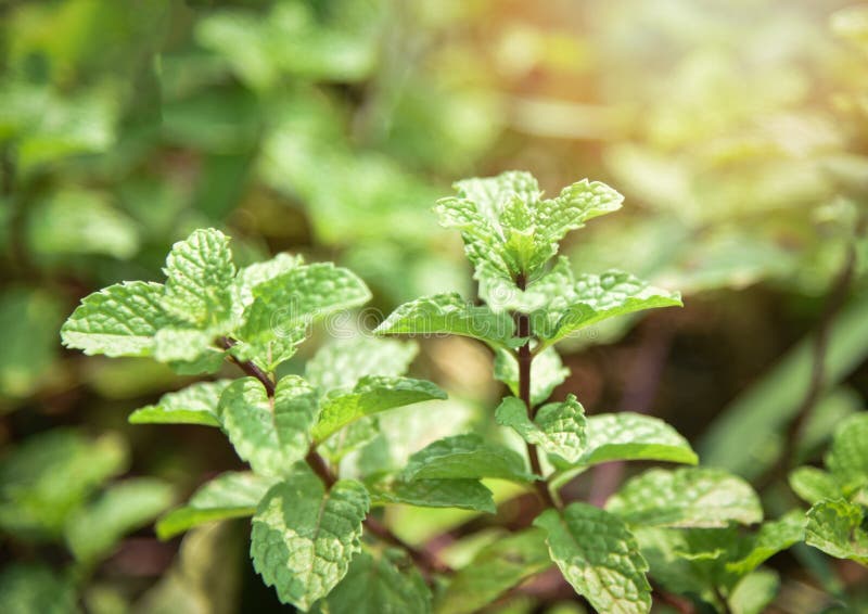 Peppermint Garden Vegetable Stock Image - Image of herbal, menthol ...