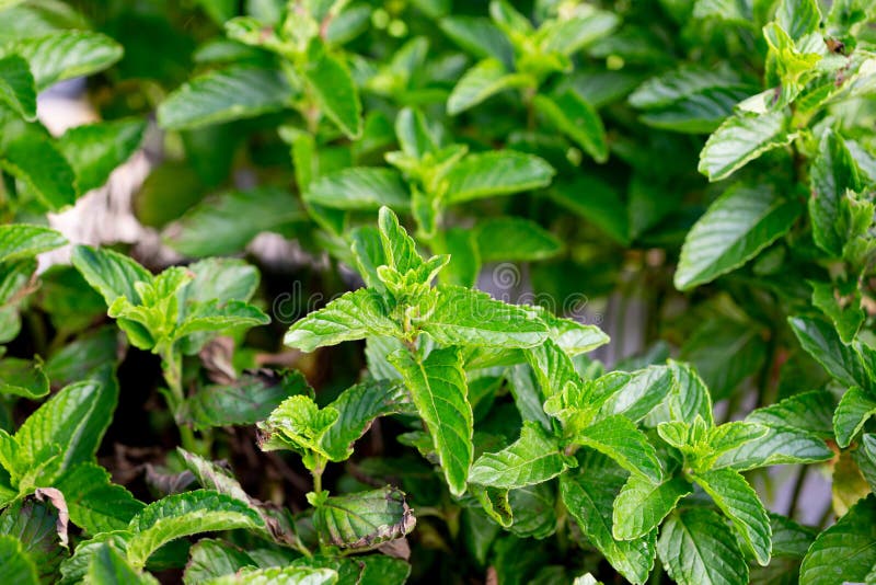 Peppermint garden stock image. Image of green, garden - 183453913