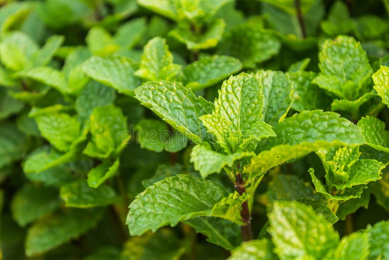 Peppermint stock image. Image of light, macro, botanical - 39175451