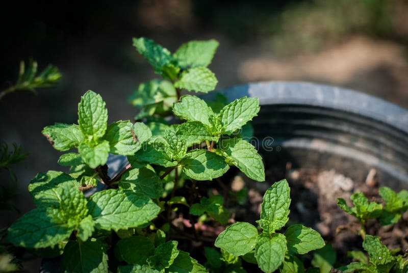 Peppermint Growing in a Pot. Stock Image - Image of closeup, leaves ...