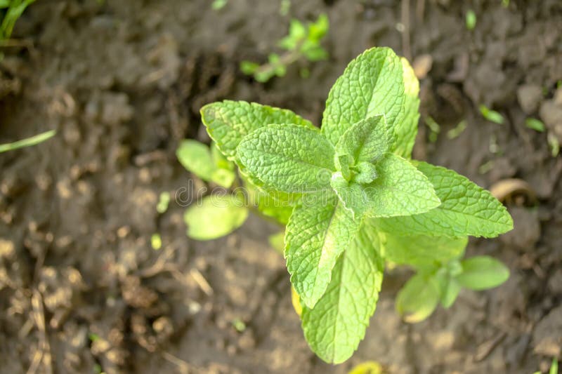 Peppermint Grows in the Garden. Green Leaves of Fragrant Mint. Young ...