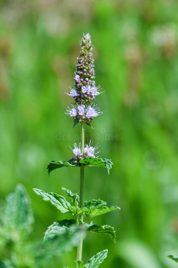 Peppermint Herb in Bloom Macro Stock Photo - Image of close, macro ...