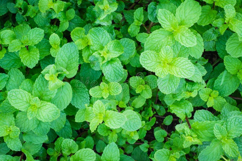 Peppermint herb stock photo. Image of plant, nature, fresh - 83537326