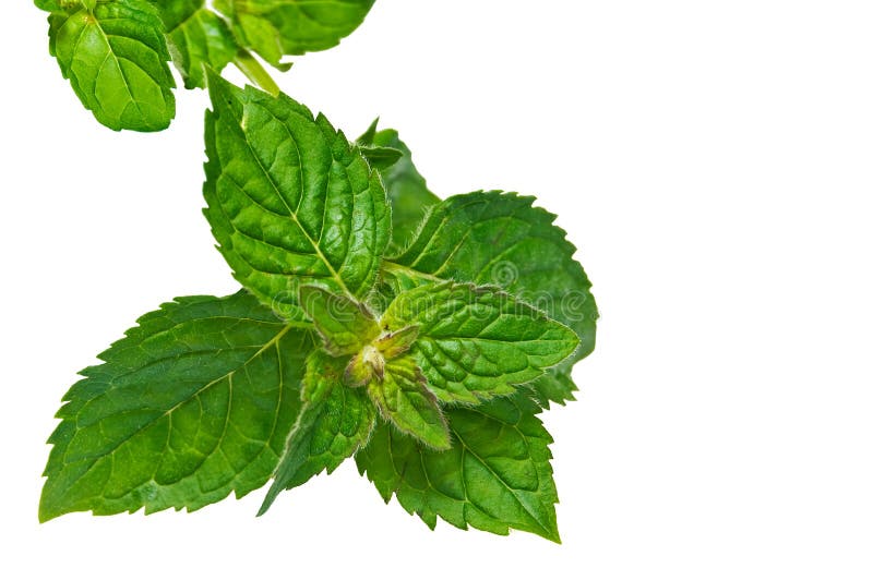Peppermint branch stock photo. Image of green, bright - 10257976