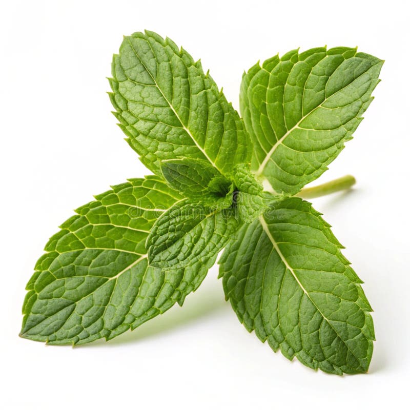Peppermint Leaf on Transparent Background Stock Illustration ...