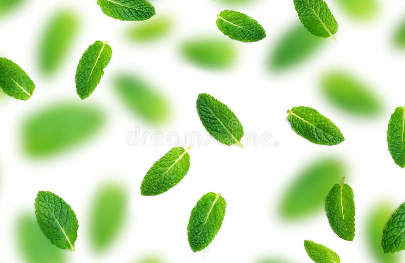 Peppermint Leaf Pattern. Falling Fresh Mint Leaves Isolated on Stock ...
