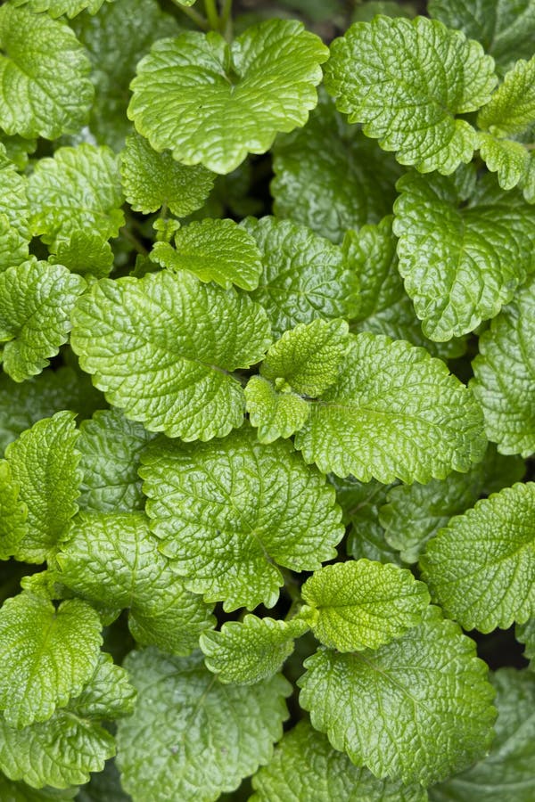 Peppermint Leaf Texture Close Up, Pattern of Green Mint Leaves, Top ...