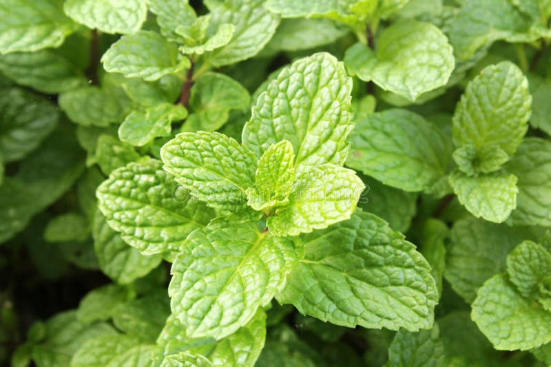 77,043 Peppermint Stock Photos - Free & Royalty-Free Stock Photos from ...