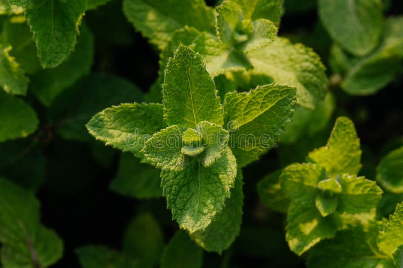 Peppermint Leaves, Aromatic Medicinal Herb Growing in the Garden. Stock ...