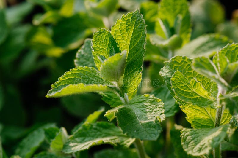 Peppermint Leaves, Aromatic Medicinal Herb Growing in the Garden. Stock ...