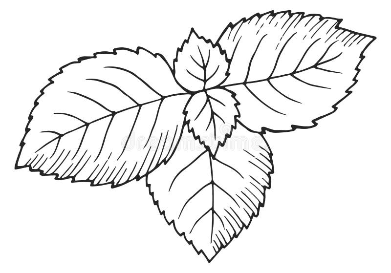 Peppermint Leaves. Hand Drawn Herb Stock Illustration - Illustration of ...