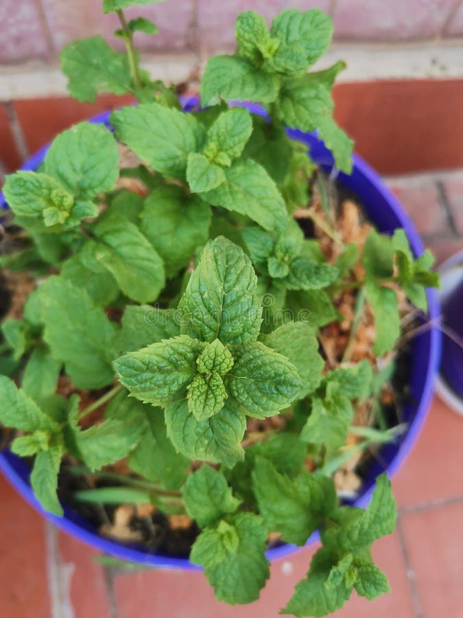 Peppermint leaves stock image. Image of produce, green - 262277637