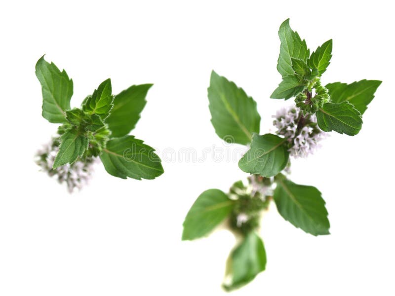 Peppermint (Mentha Piperita) Stock Image - Image of aromatherapy, white ...