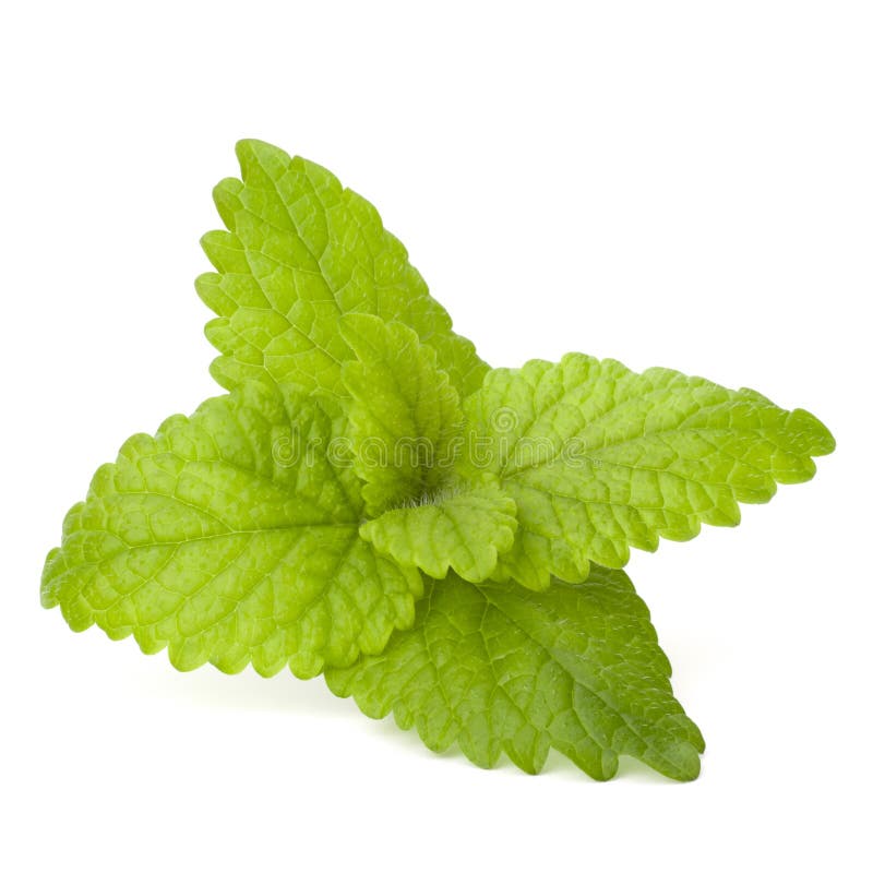 Peppermint or mint bunch stock photo. Image of fragrant - 34286486