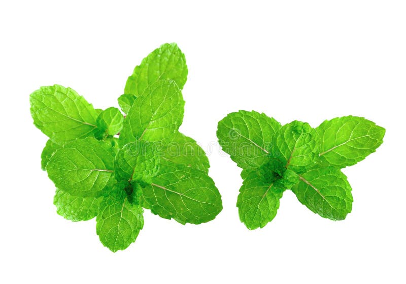 Collection of Mint Leaves Isolated on White Background Stock Photo ...