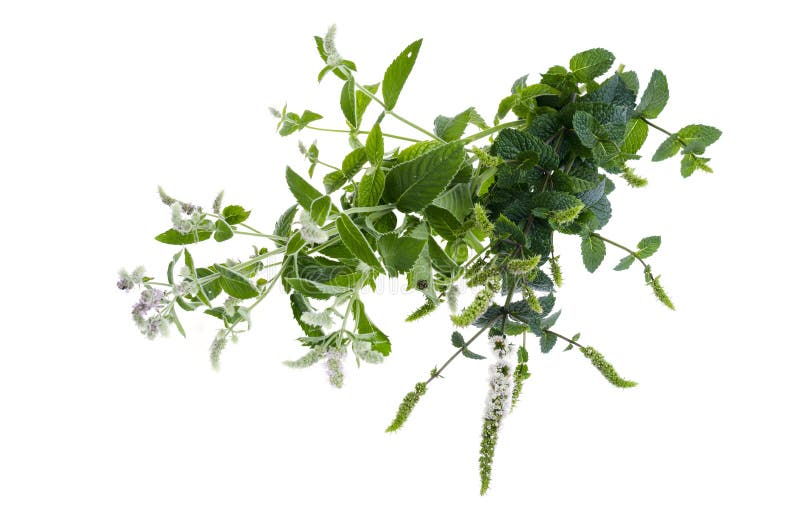 Peppermint. Mint Grass with Flowers Close Up Stock Image - Image of ...