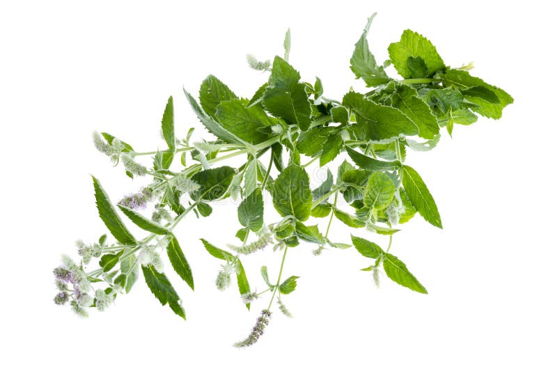 Peppermint. Mint Grass with Flowers Close Up Stock Photo - Image of ...