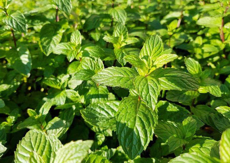 Peppermint Mint Herb with a Lot of Leaves. Stock Photo - Image of ...