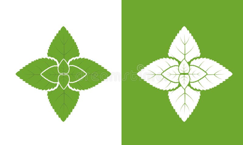 Peppermint Mint Isolated on White. Flat Vector Illustration Stock ...