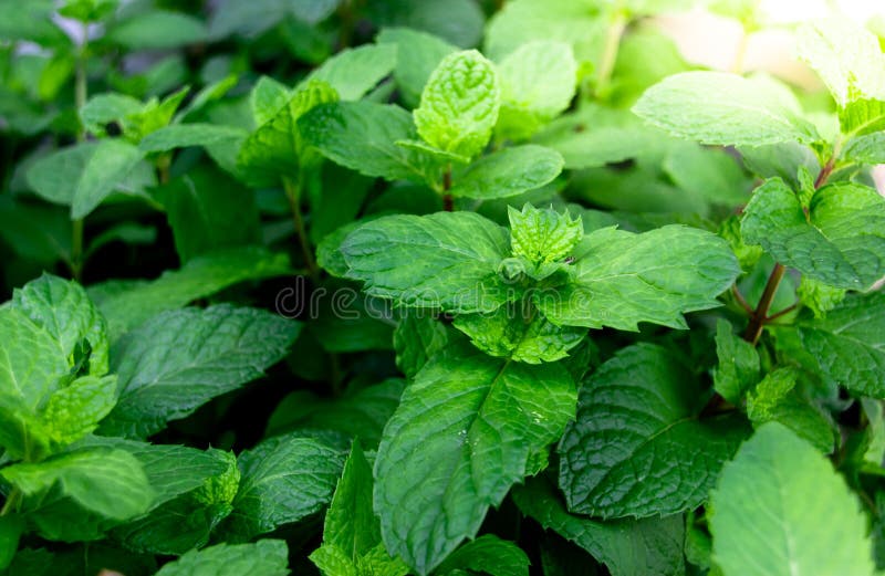 Peppermint ,Mint Leaf ,Organic Vegetables Stock Photo - Image of ...