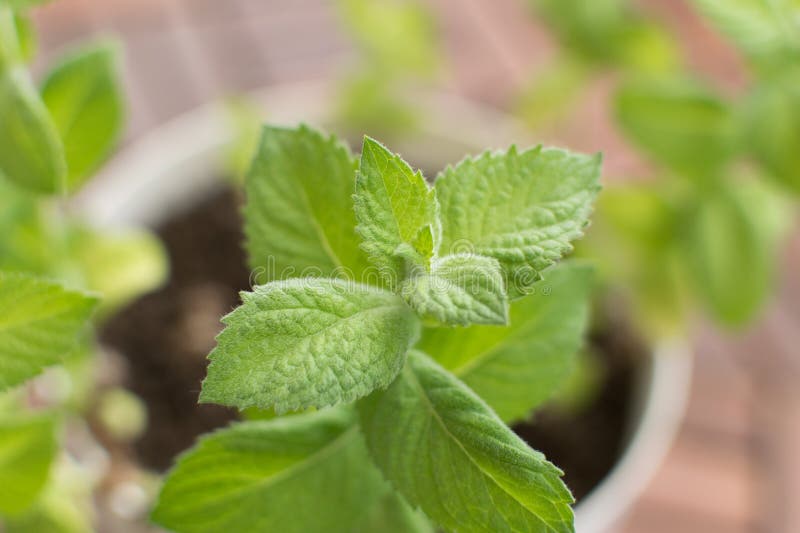 Peppermint Mint Plant in Close-up Stock Photo - Image of medicine ...
