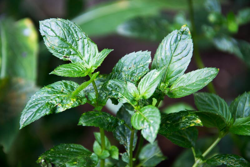 Peppermint stock image. Image of background, herb, foliage - 98741695