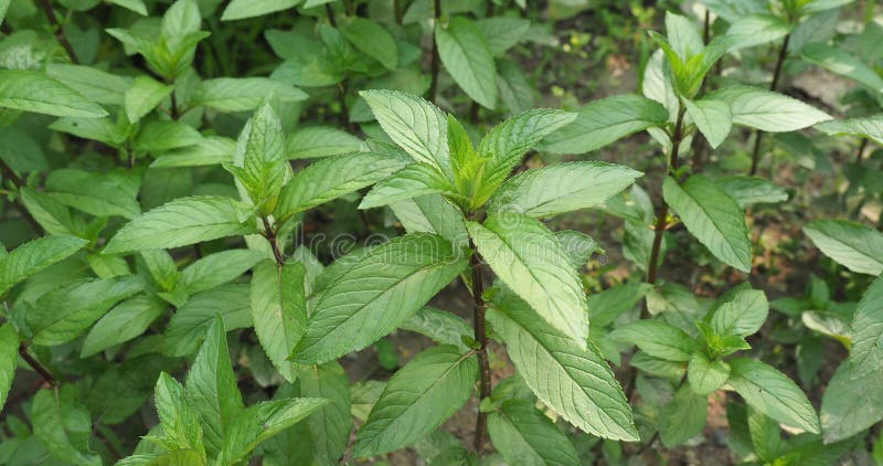 Peppermint Plant Background Stock Photo - Image of plant, peppermint ...