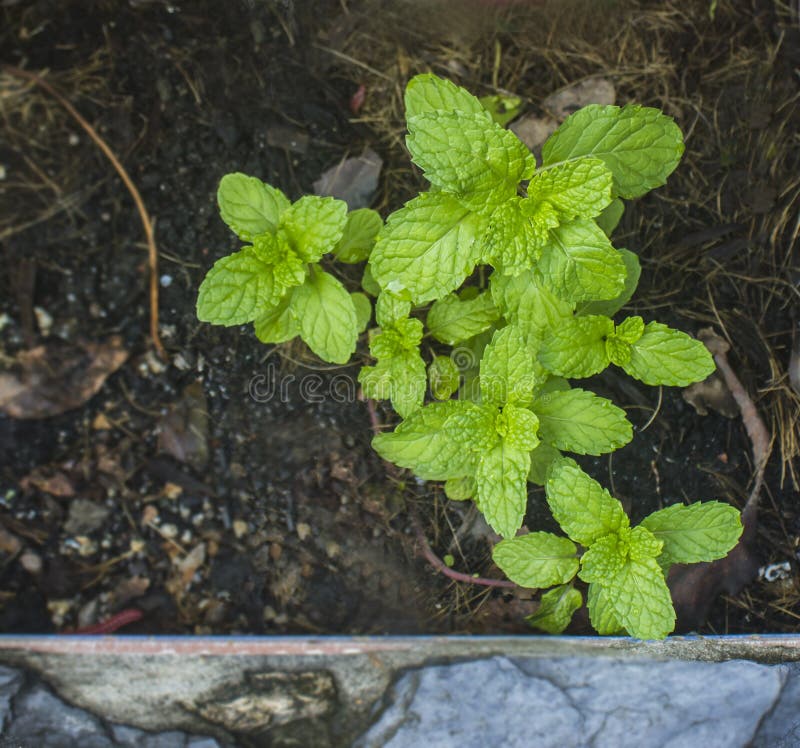 Peppermint is a Plant for Cooking and Drinking Stock Image - Image of ...