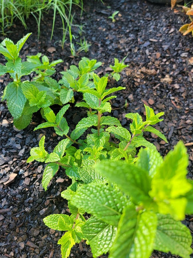 Peppermint plant in garden stock photo. Image of vegetable - 250031008