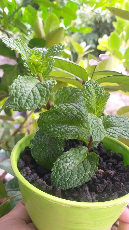 Peppermint Plant in a Small Pot Stock Image - Image of petal, aroma ...