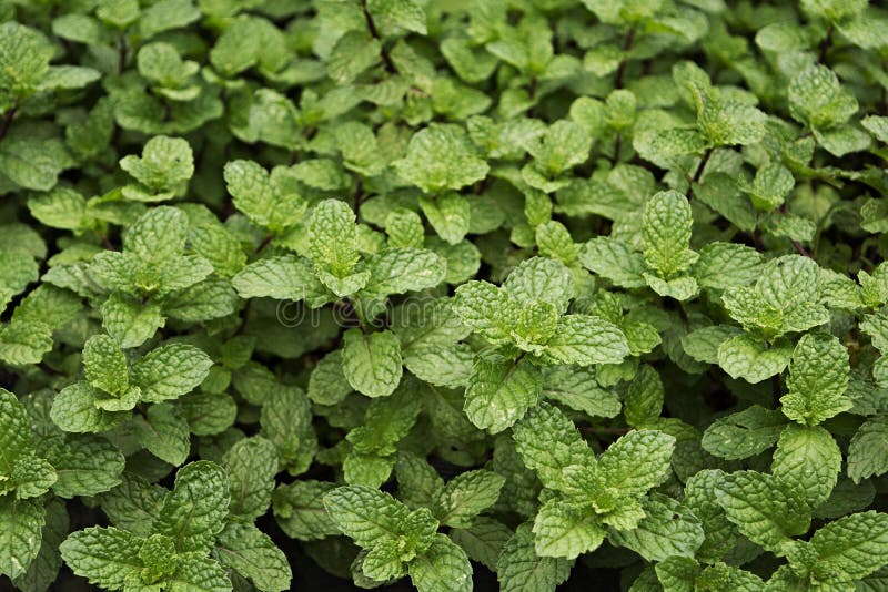 Green Peppermint Tree in Plots Stock Photo - Image of food, cultivation ...
