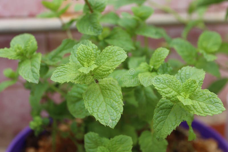 Peppermint from a pot stock image. Image of seasoning - 227926203