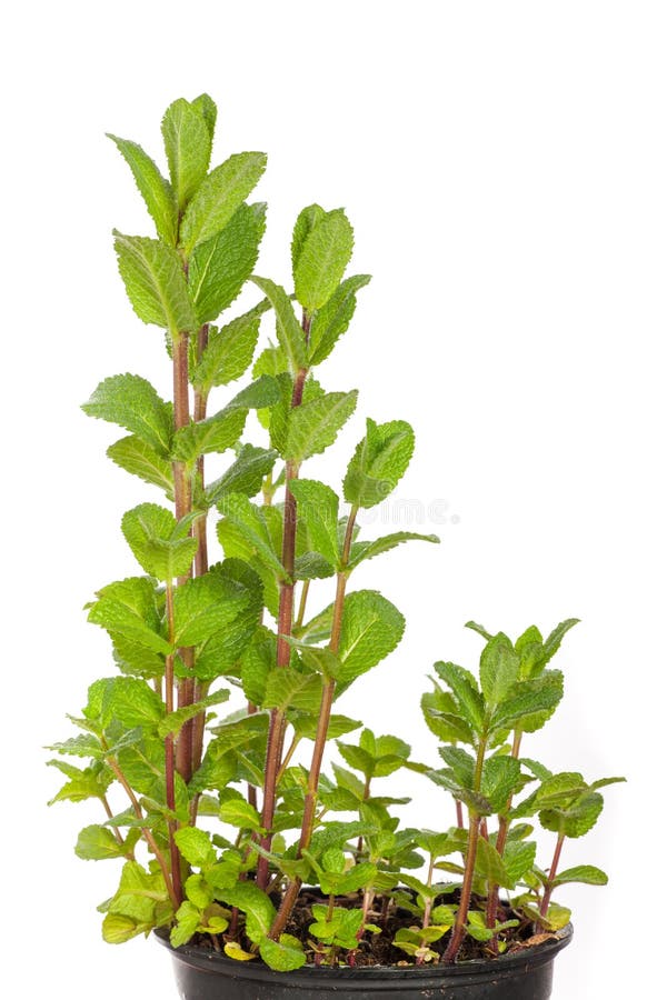 Peppermint stock photo. Image of green, piperita, herb - 64767838