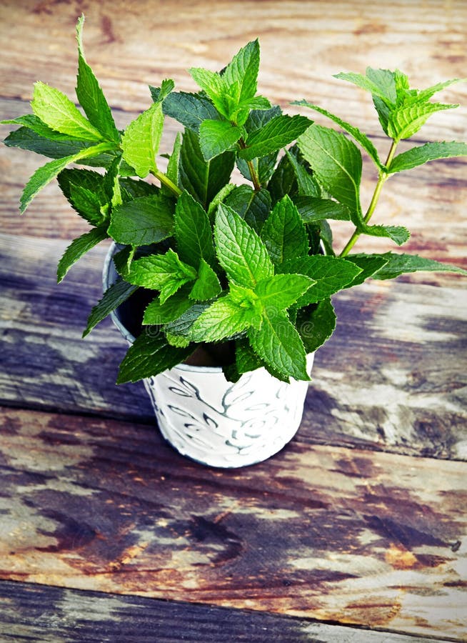 Peppermint in Pot on Wood Table Stock Photo - Image of leaves, macro ...