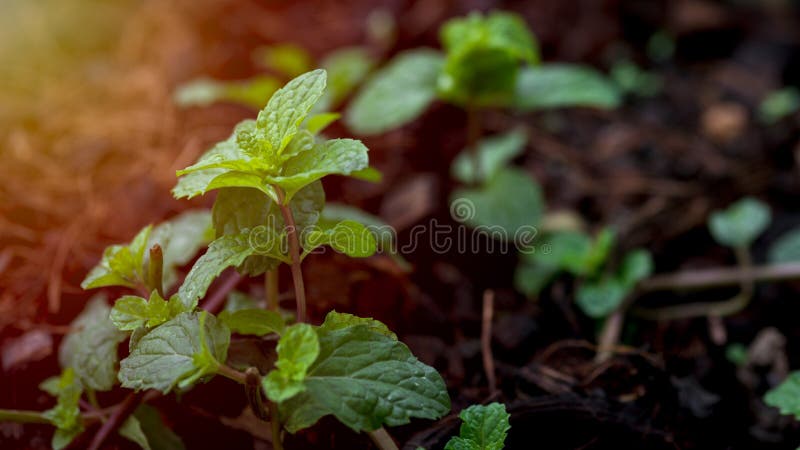 Peppermint Seedlings are Growing. in the Field Stock Photo - Image of ...