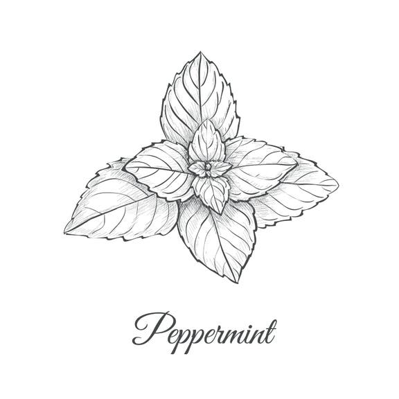 Peppermint Drawing Stock Illustrations – 3,353 Peppermint Drawing Stock ...